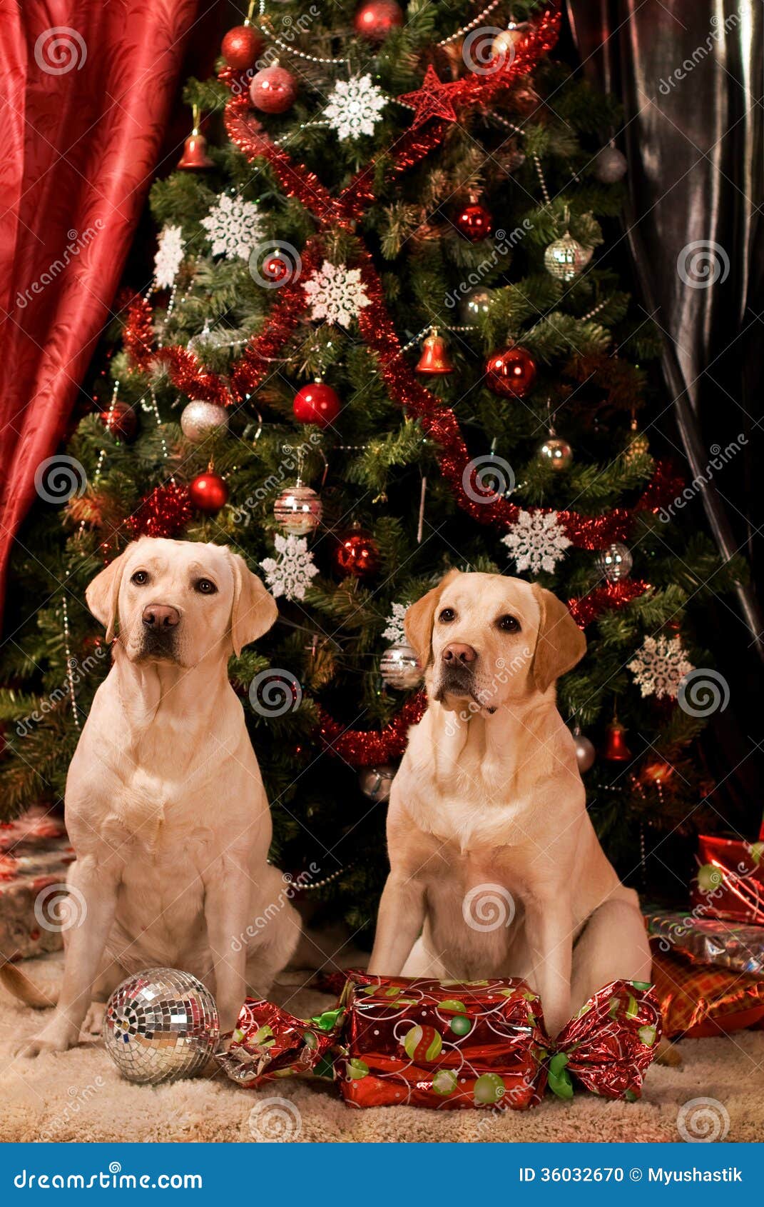 Labrador stock photo. Image of tree, business, fawn, year - 36032670