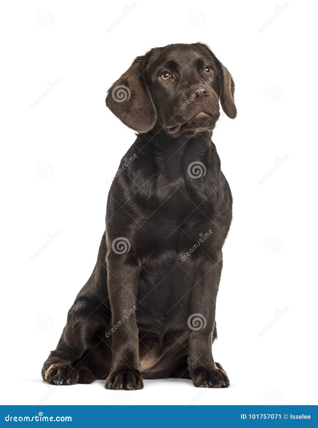Labrador sitting, isolated stock image. Image of retriever - 101757071