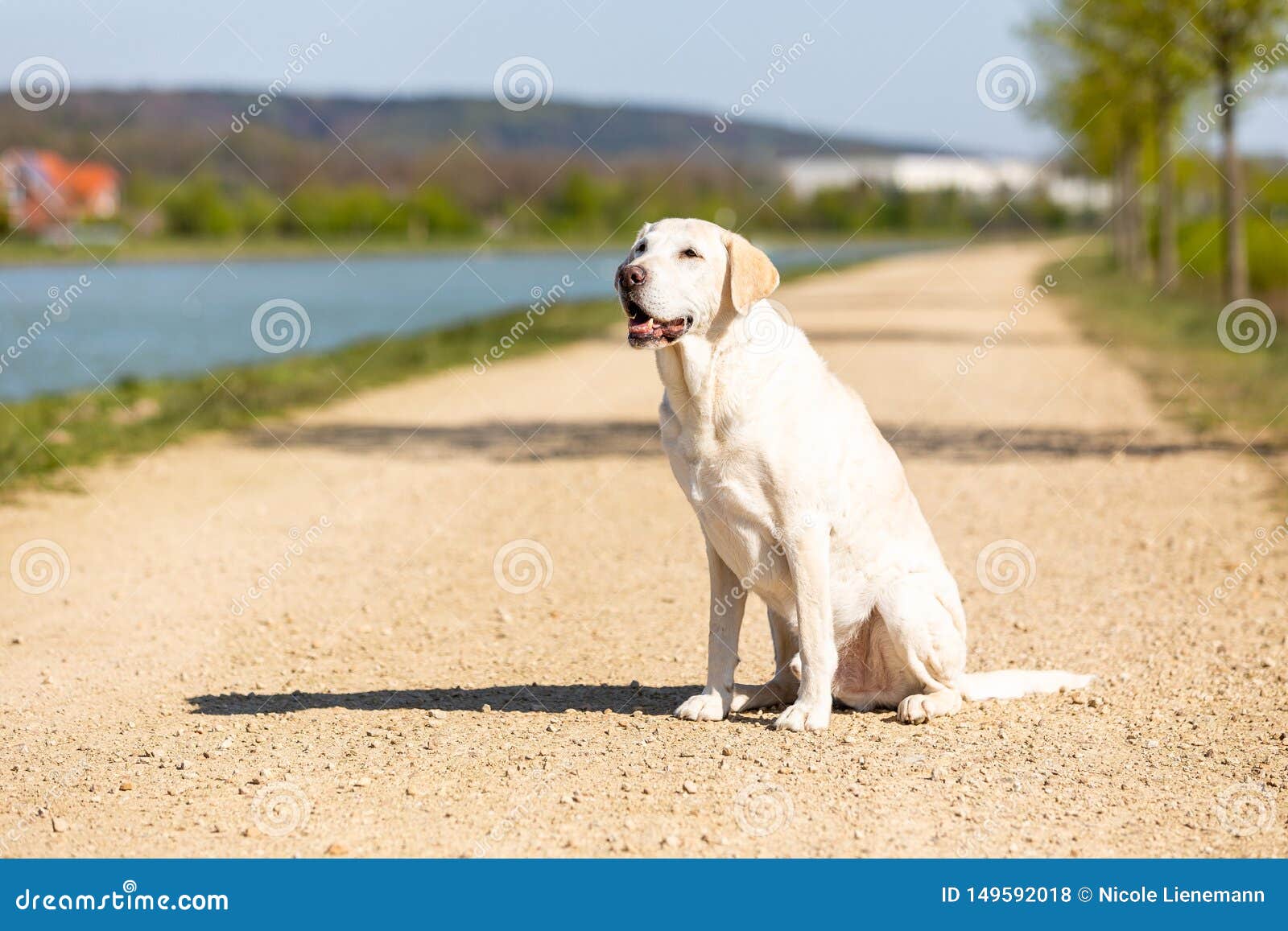 Labrador is Sitting on a Path Stock Photo - Image of labrador, outdoors ...