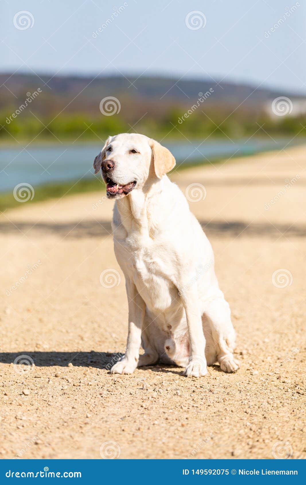 Labrador is Sitting on a Path Stock Image - Image of path, brown: 149592075