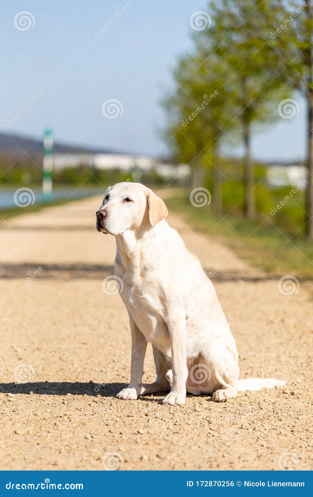 Labrador is Sitting on a Path Stock Photo - Image of labrador, nature ...