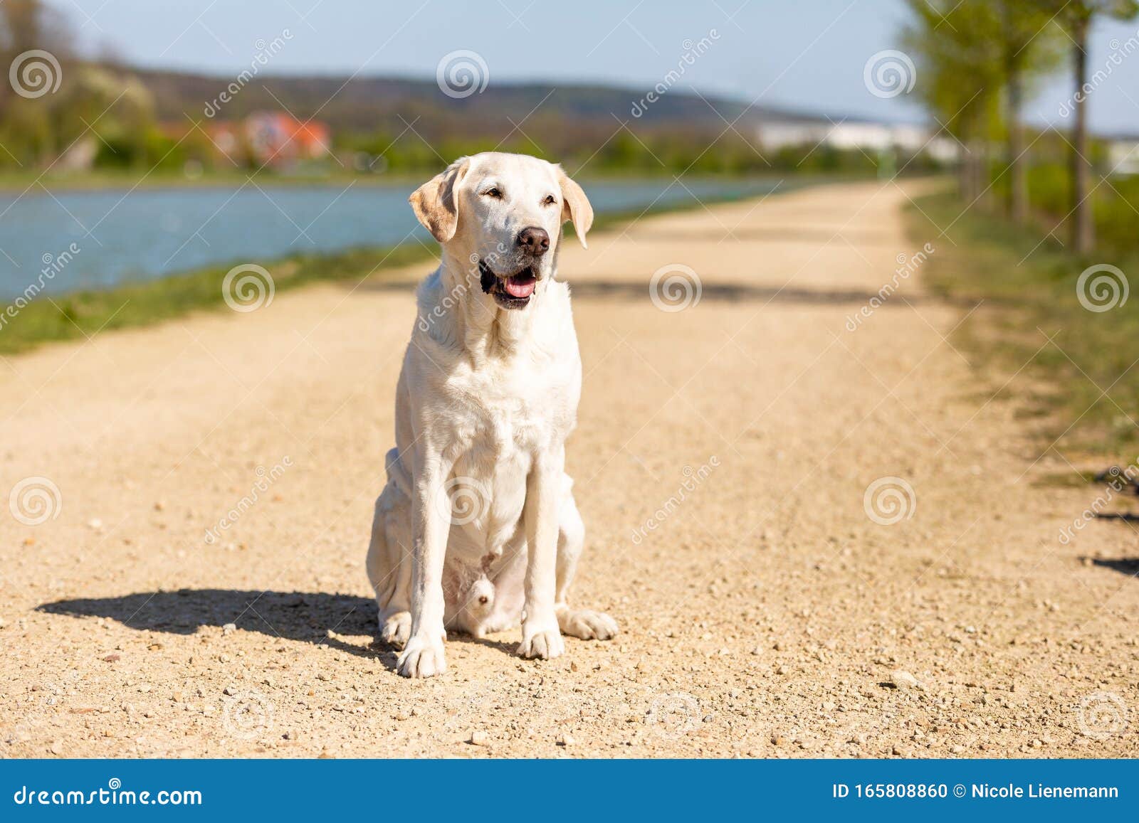 Labrador is Sitting on a Path Stock Photo - Image of sitting, walk ...