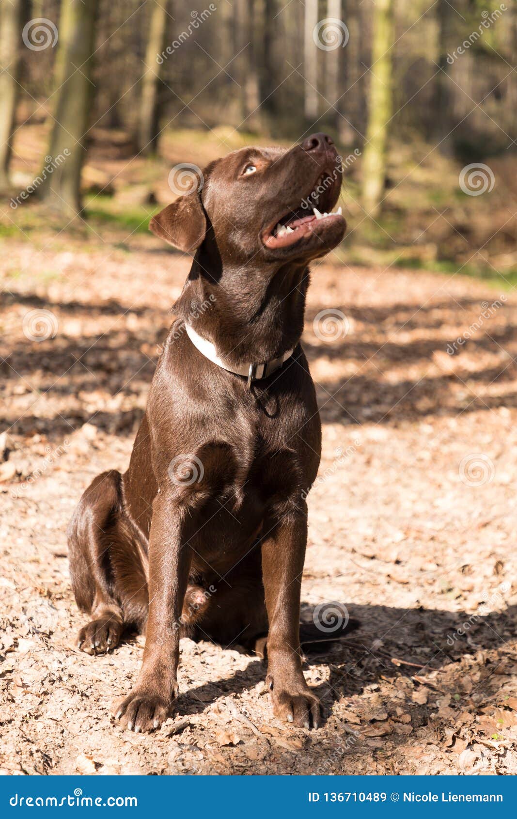 Labrador Sitting in the Sun in a Forest Stock Image - Image of outside ...
