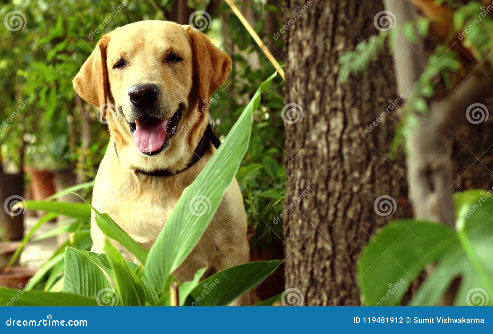 Labrador Sitting beside a Tree. Stock Photo - Image of playful, doggy ...
