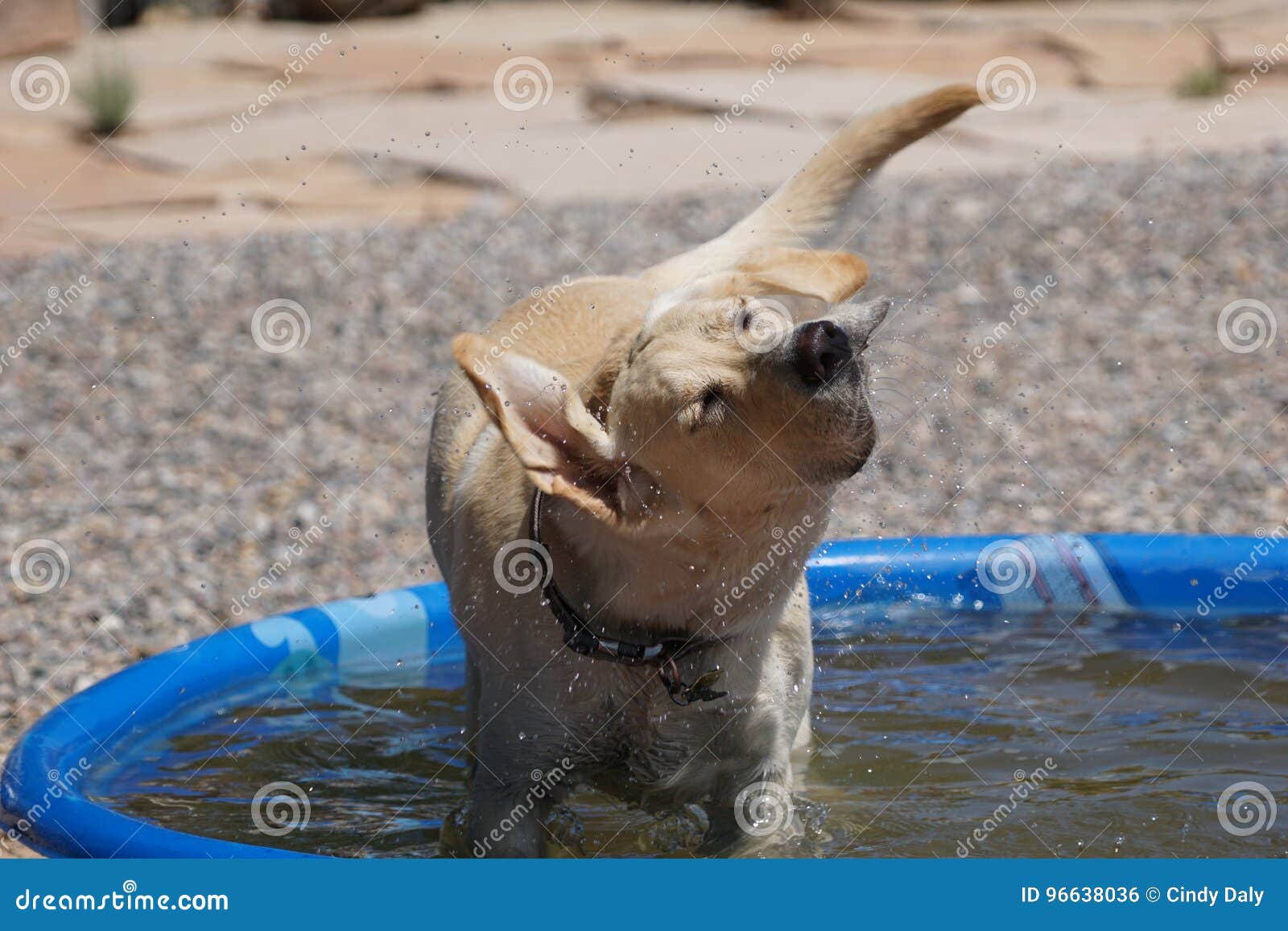 A Labrador Slow Motion Picture of Her Shaking Her Wet Head. Stock Photo ...