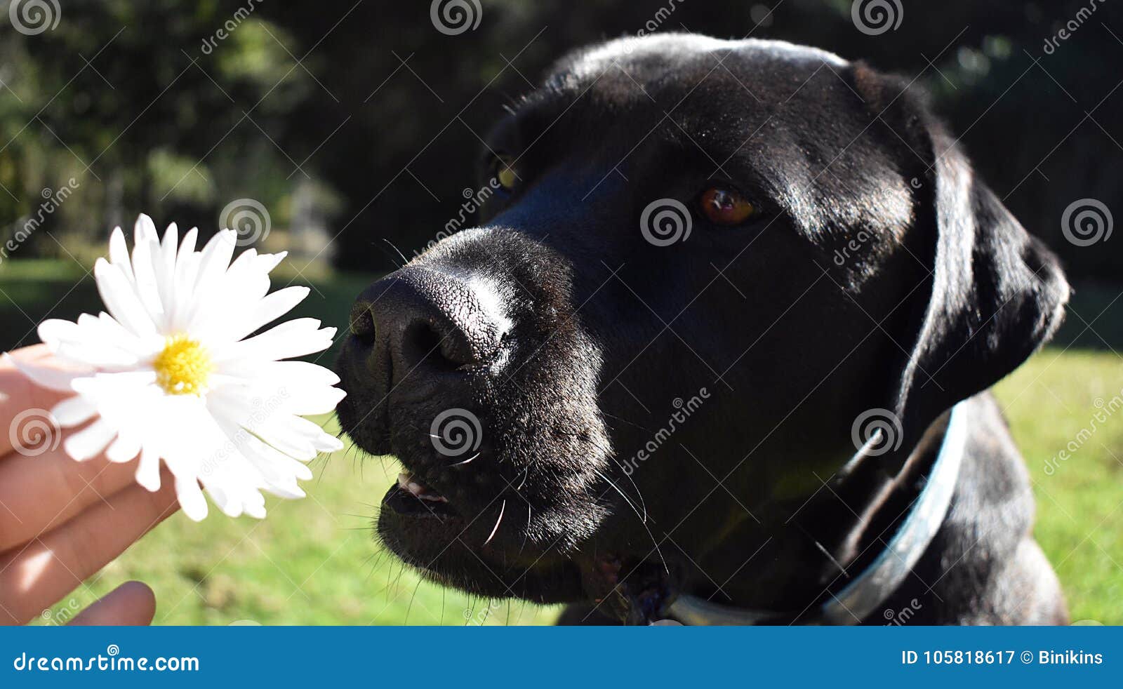 Labrador Smelling a Daisy stock image. Image of daisy - 105818617