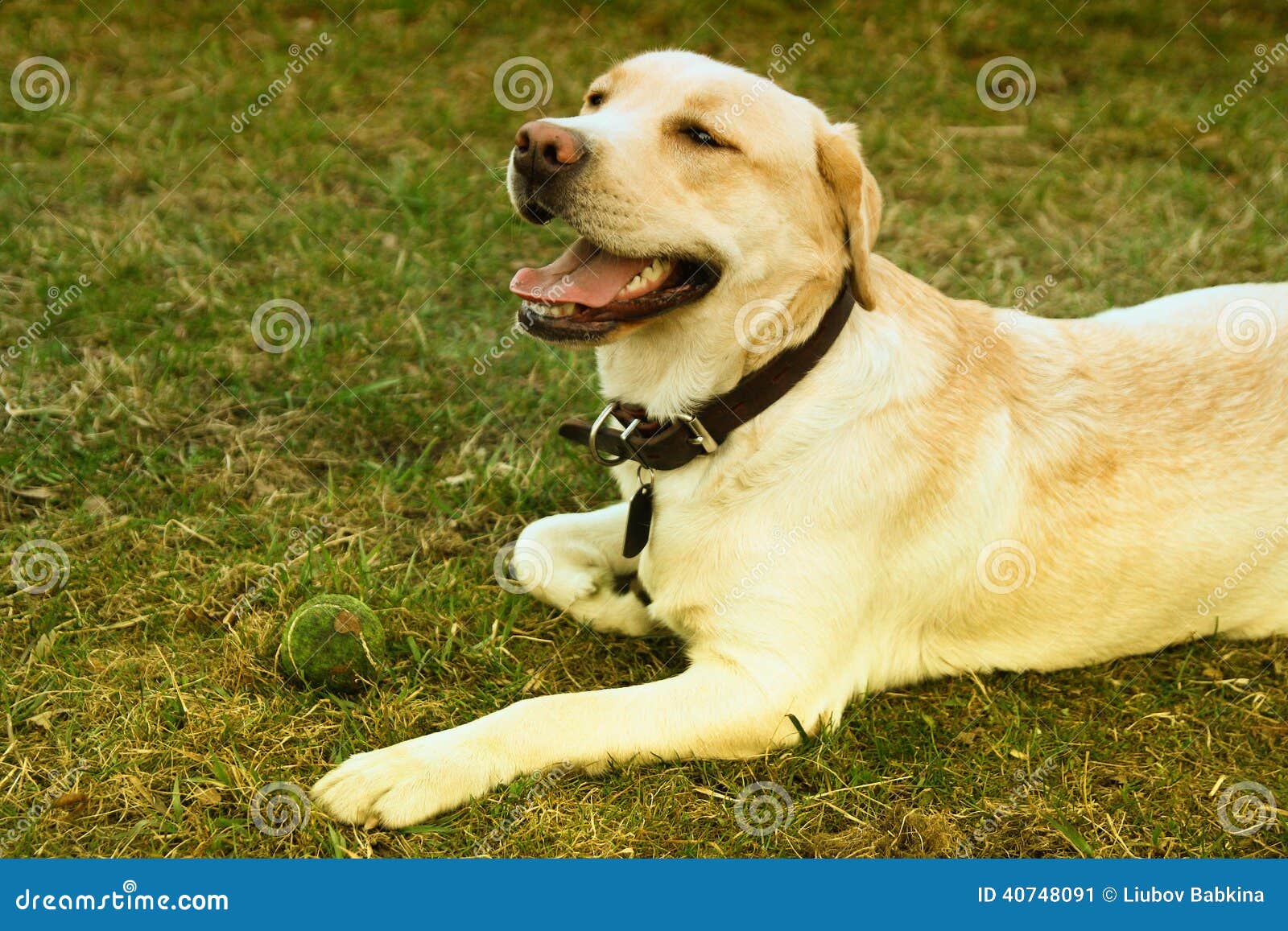 Labrador stock image. Image of walk, happy, smiling, grass - 40748091