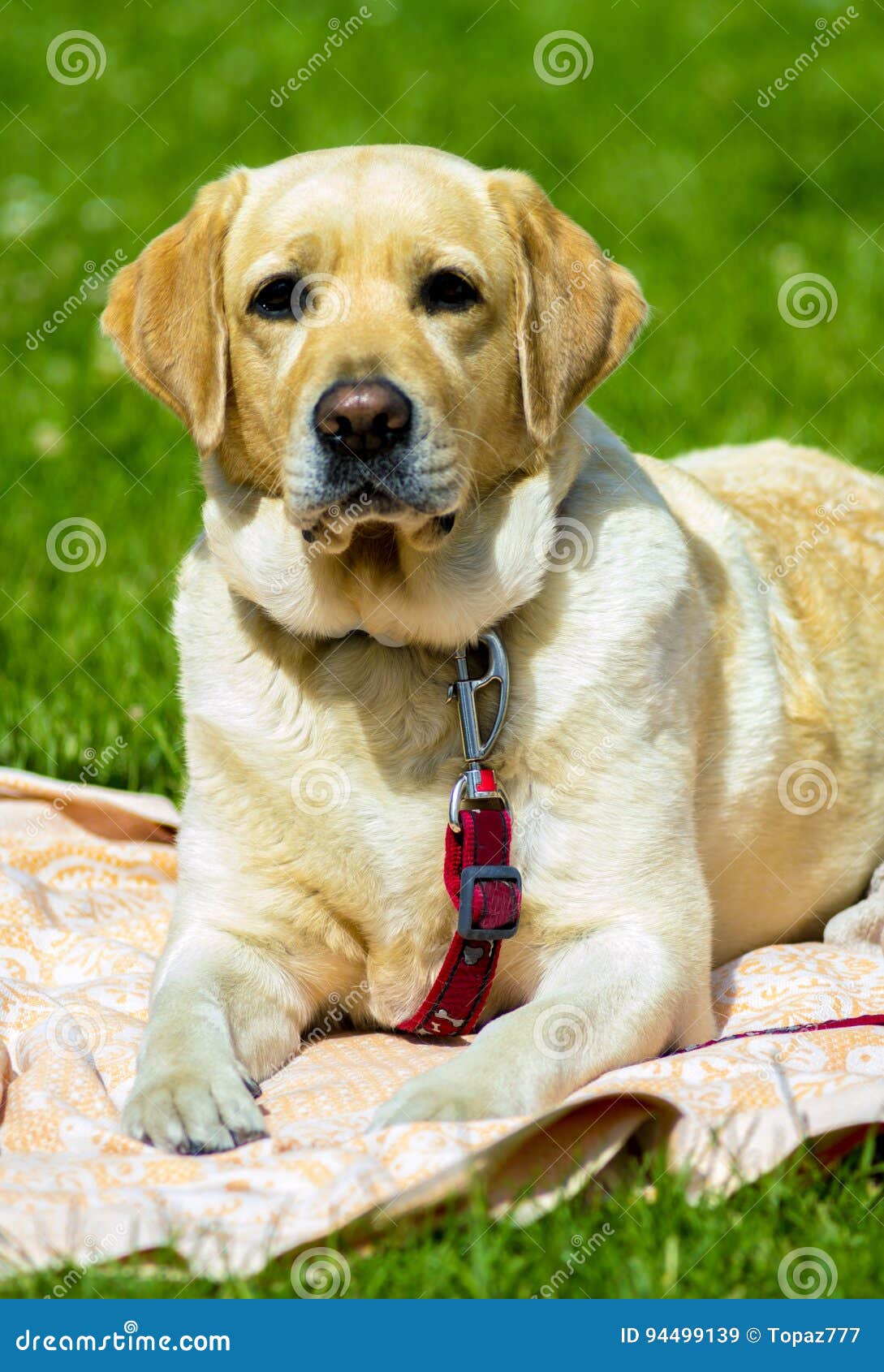 Labrador. Smiling Labrador Dog. Labrador Dog Outdoors Stock Image ...