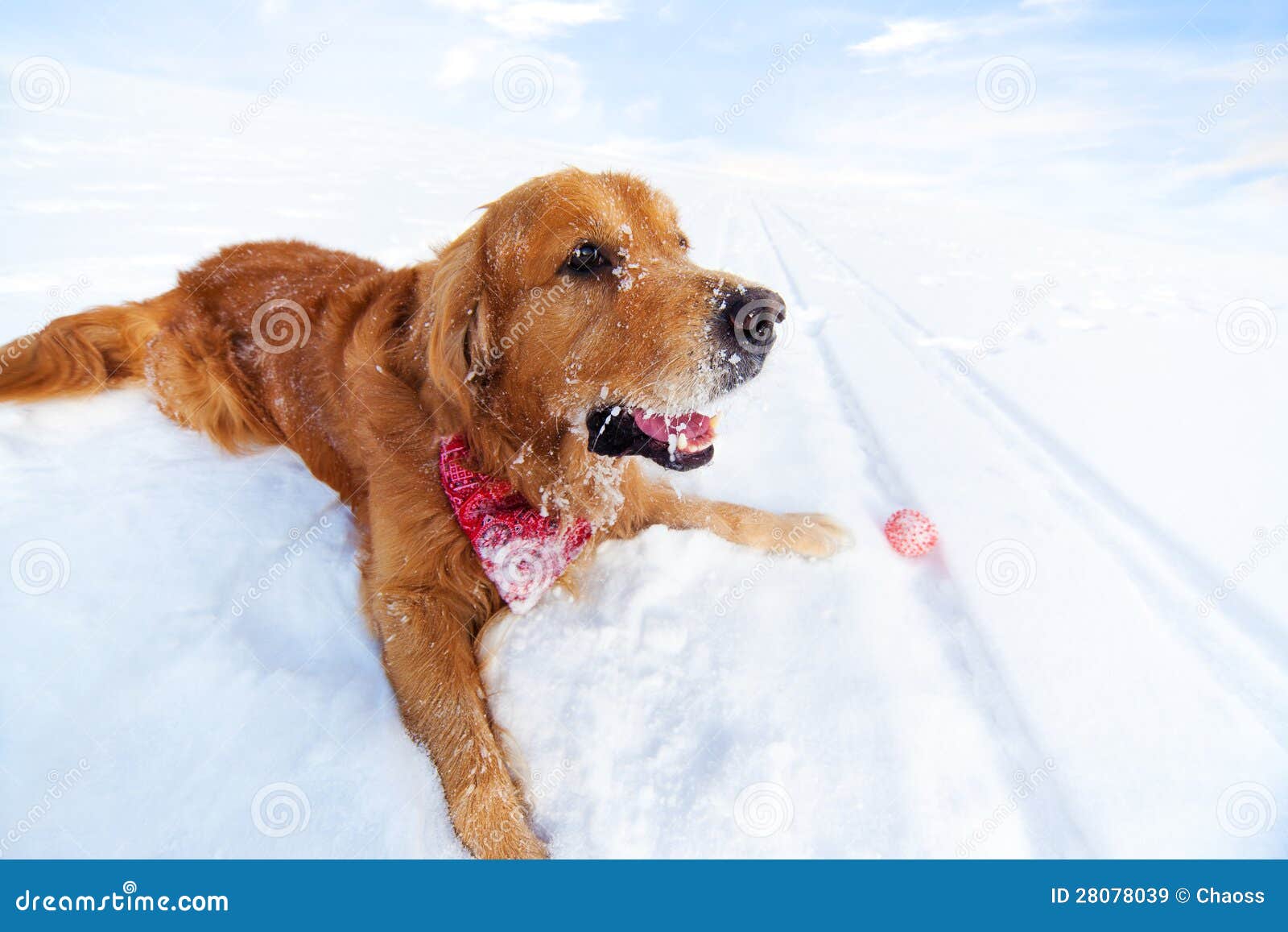 Labrador on snow stock image. Image of labrador, animal - 28078039