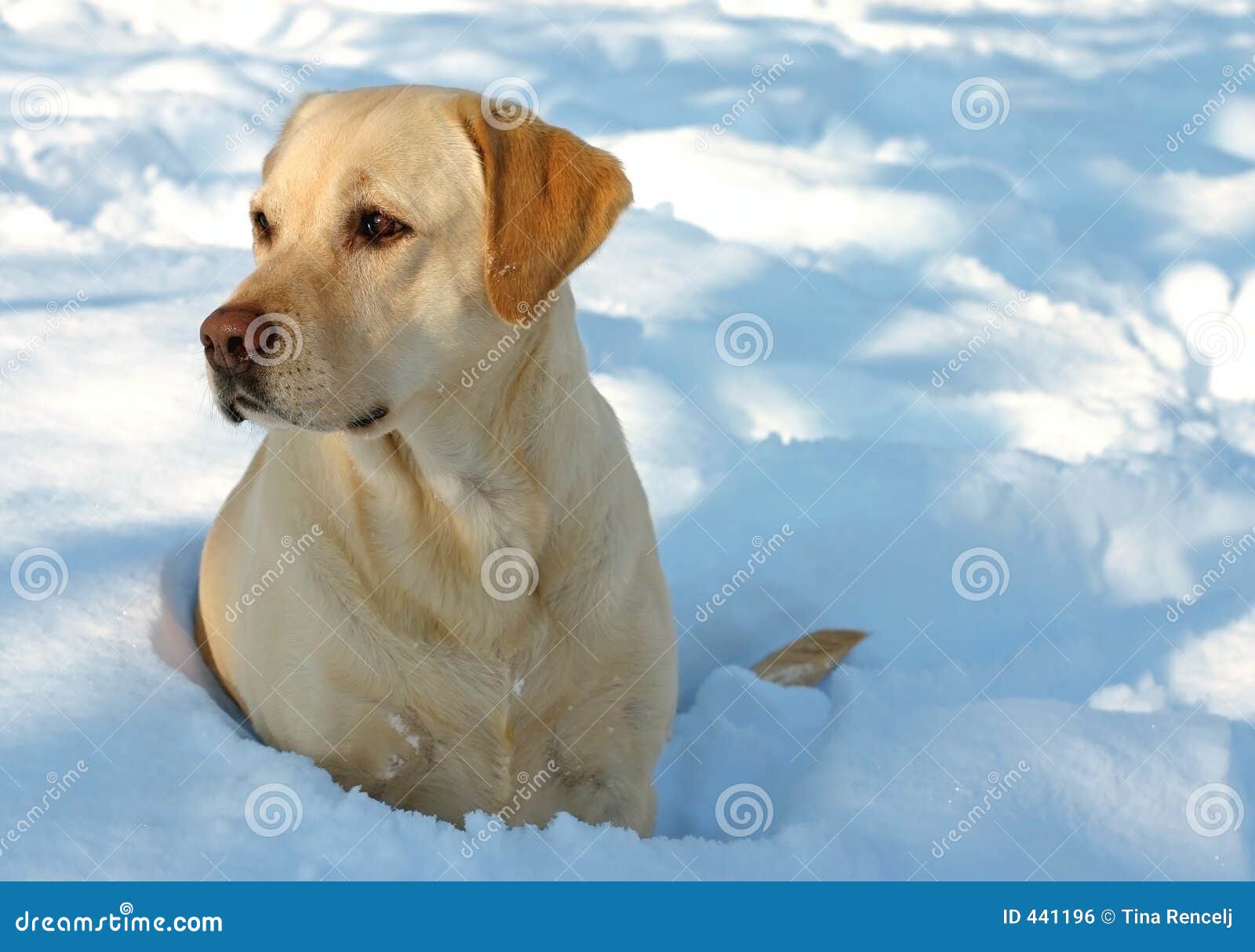 Labrador and Snow stock photo. Image of canine, playful - 441196