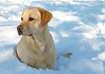 Labrador and Snow stock photo. Image of canine, playful - 441196
