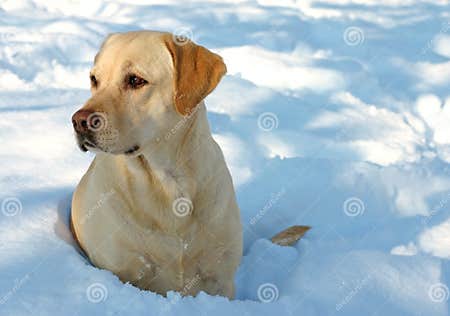 Labrador and Snow stock photo. Image of canine, playful - 441196