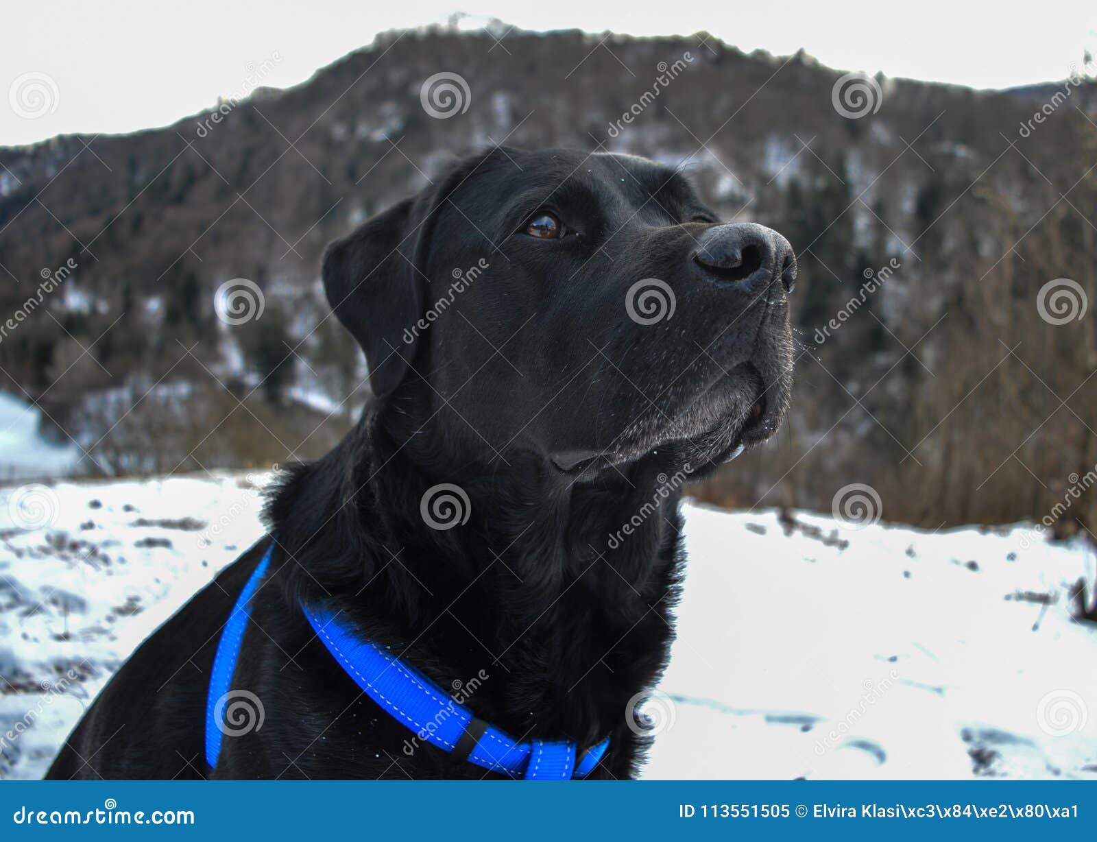 Labrador in the snow stock image. Image of hound, portrait - 113551505