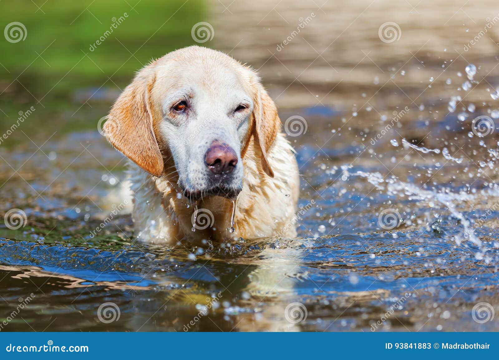 Labrador Squints Stock Photos - Free & Royalty-Free Stock Photos from ...