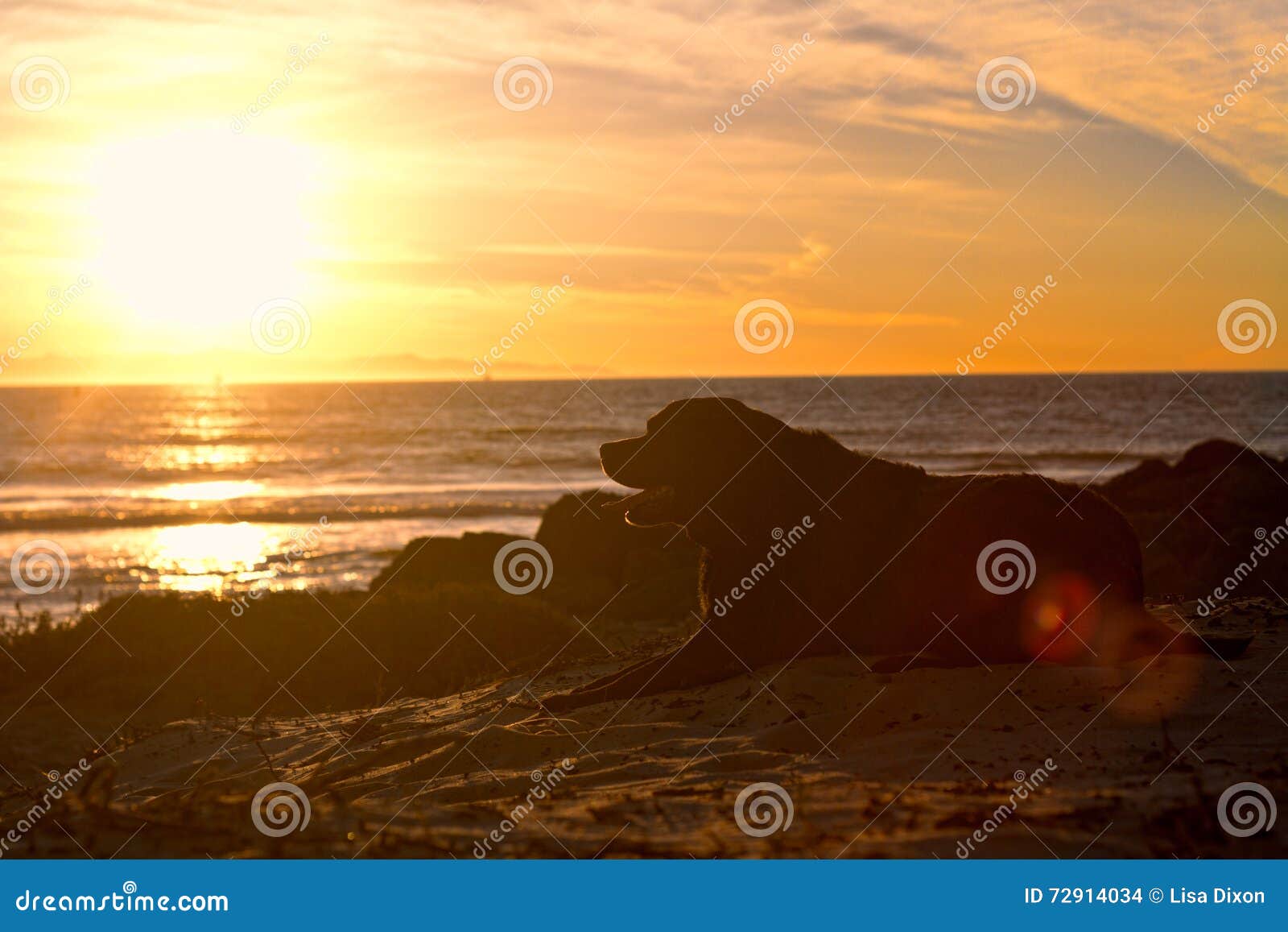 Labrador Sunset 01 stock photo. Image of english, labrador - 72914034