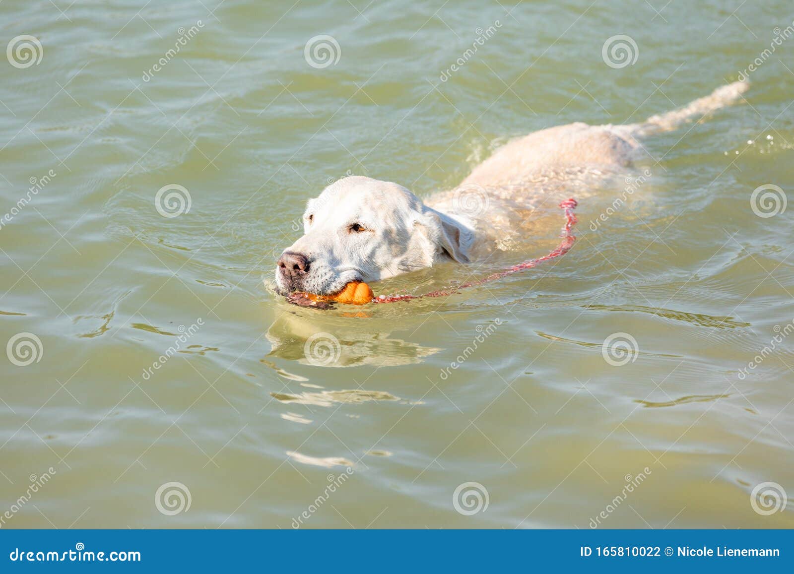 Labrador is swimming stock photo. Image of nature, white - 165810022