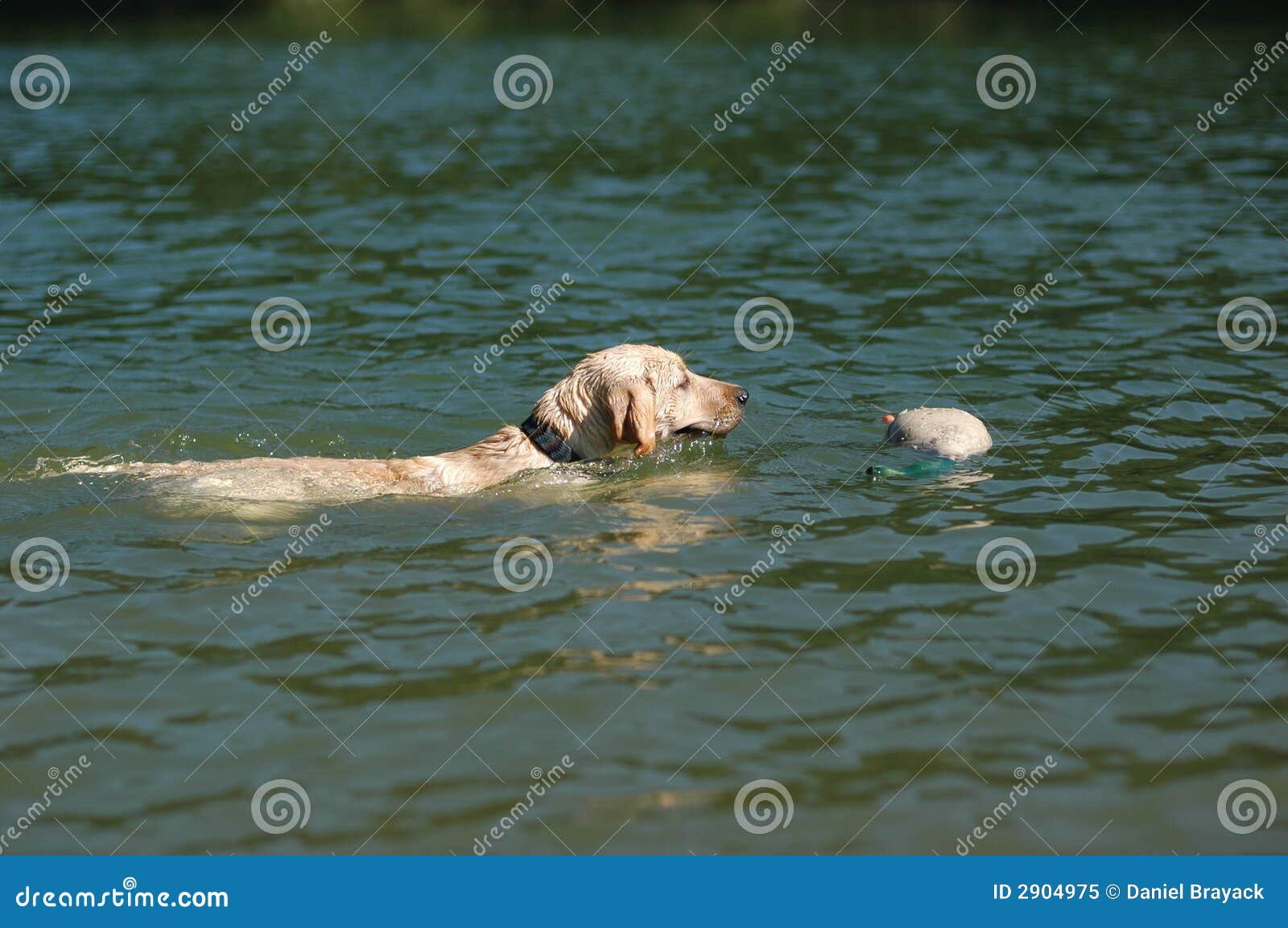 Labrador Swimming with Duck Stock Image - Image of hound, duck: 2904975