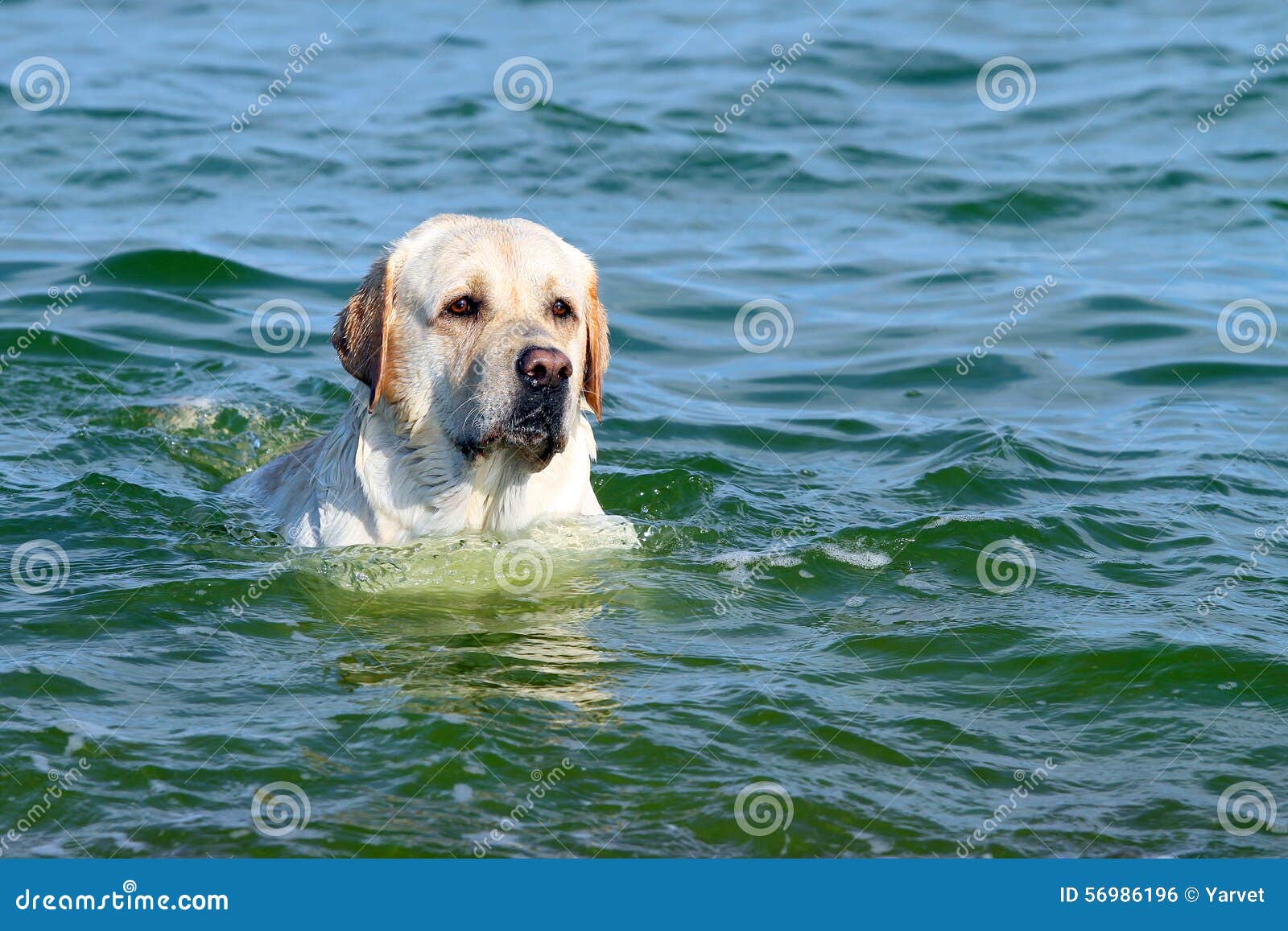 Labrador Swimming in the Sea Stock Photo - Image of golden, friend ...