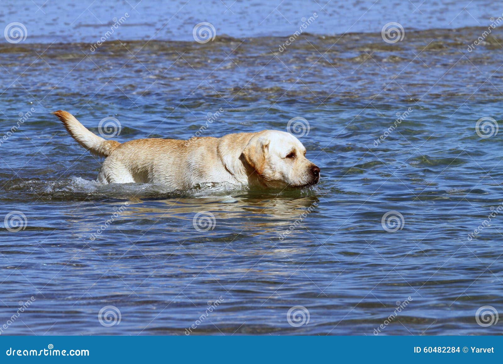 Labrador Swimming in the Sea Stock Photo - Image of waves, cute: 60482284
