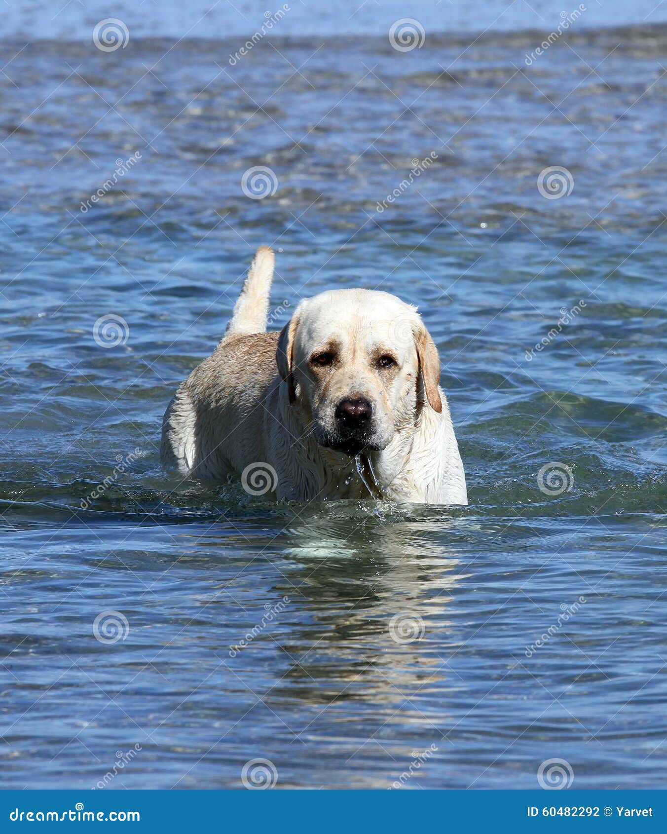 A Labrador Swimming in the Sea Stock Photo - Image of labrador, sand ...