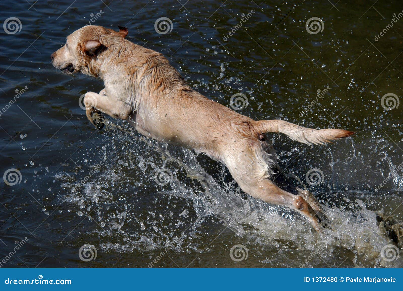 Labrador Swimming in the Water Stock Photo - Image of labrador, lake ...