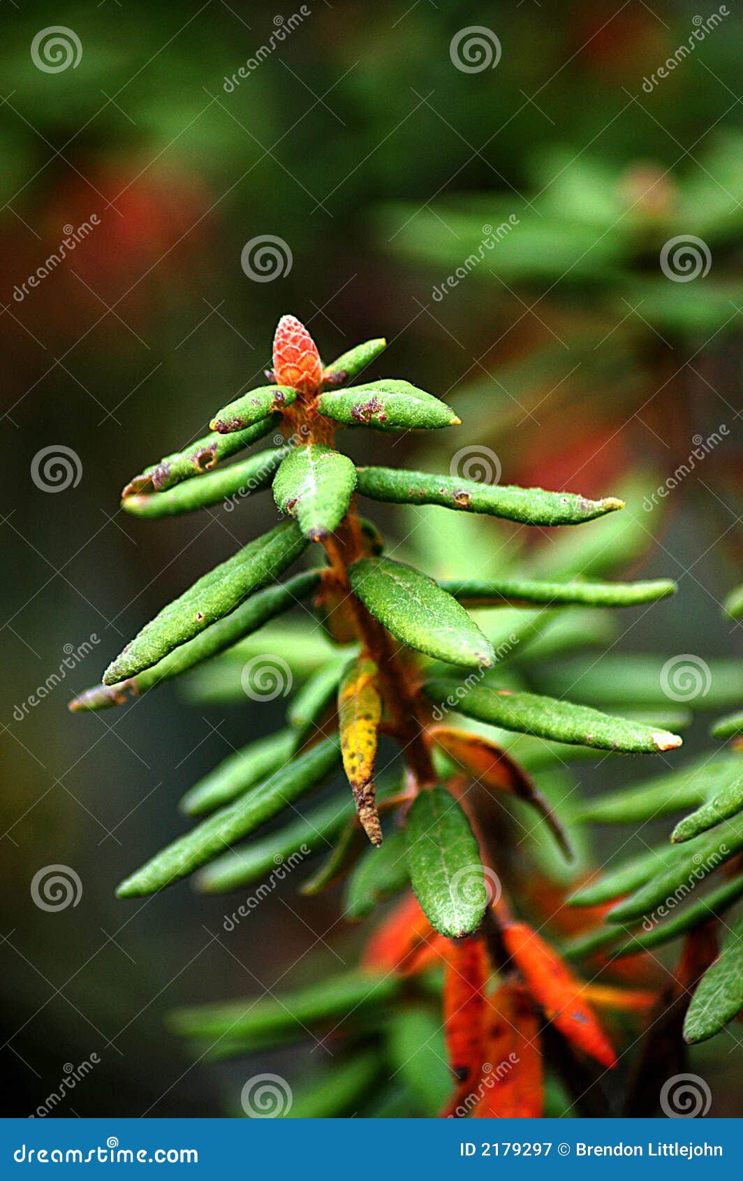 Labrador tea stock image. Image of flower, tree, plant - 2179297