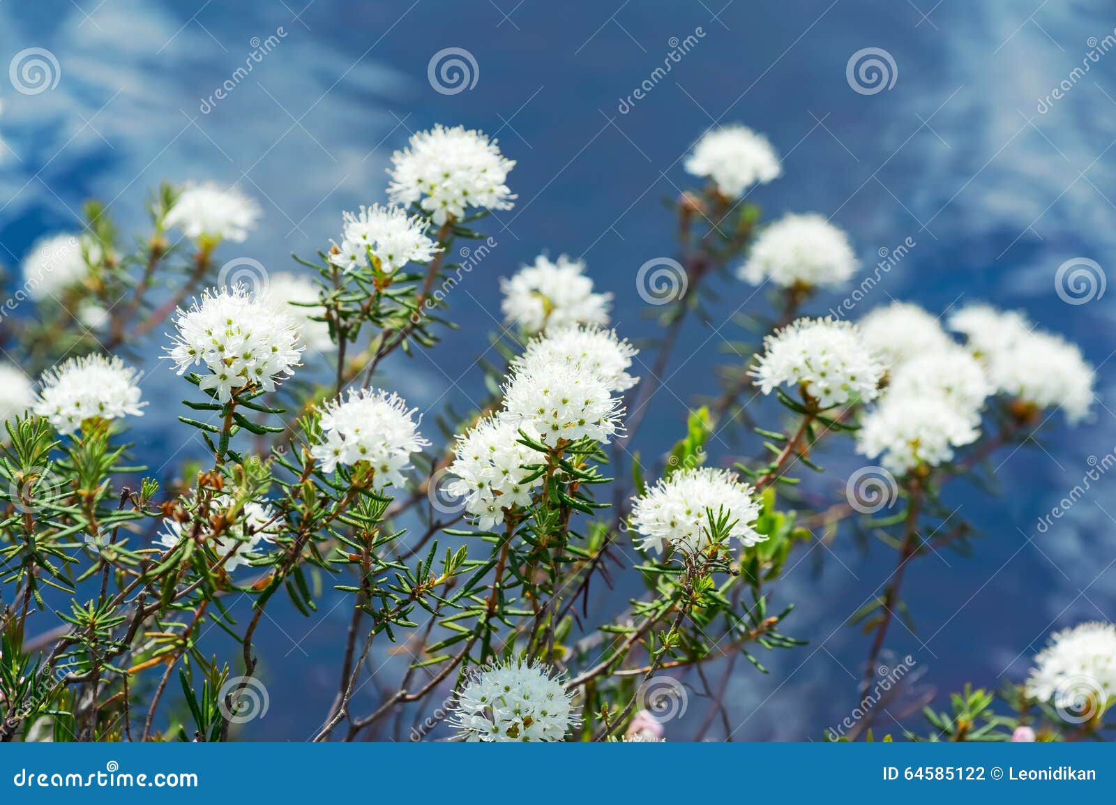 Labrador tea stock photo. Image of northern, flower, ericaceae - 64585122