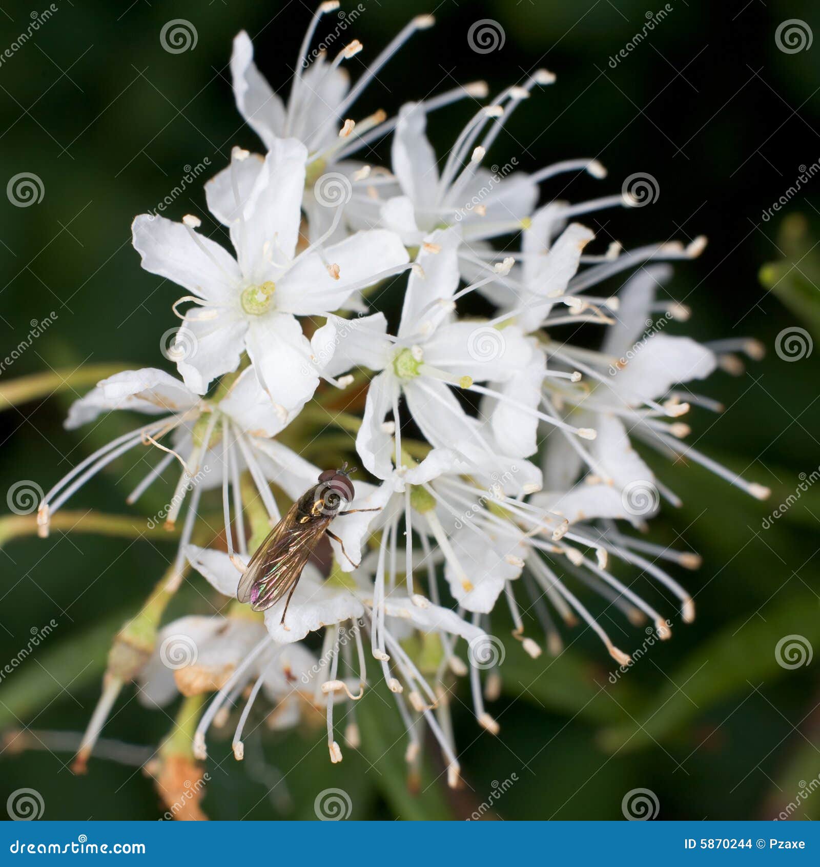 Labrador tea and fly stock photo. Image of labrador, summer - 5870244