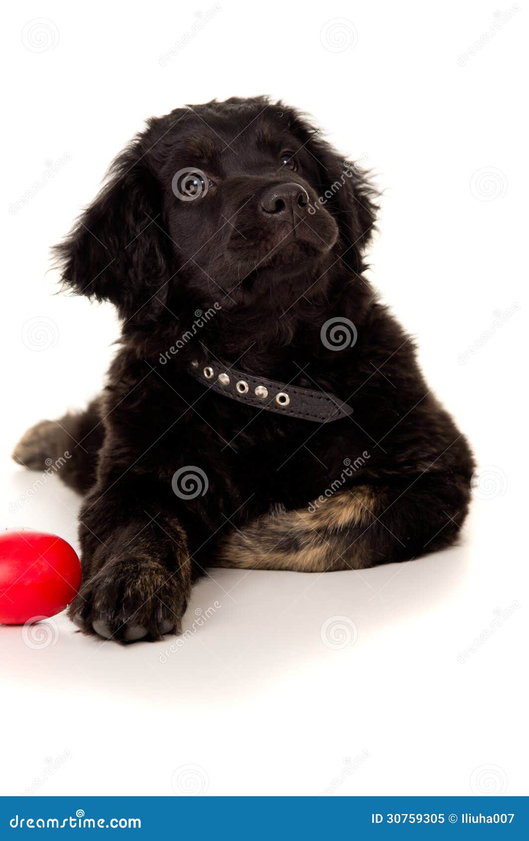 Labrador with a toy stock image. Image of grooming, companion - 30759305