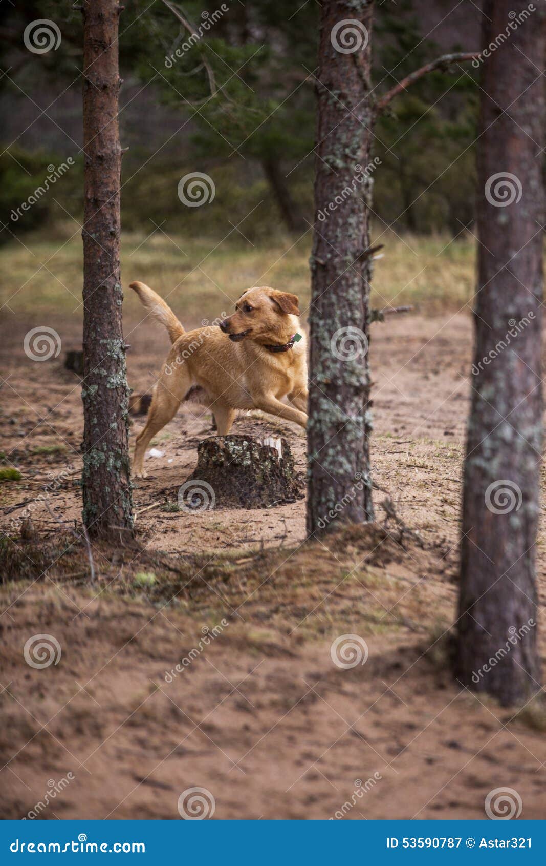 Labrador between trees stock image. Image of sports, destination - 53590787
