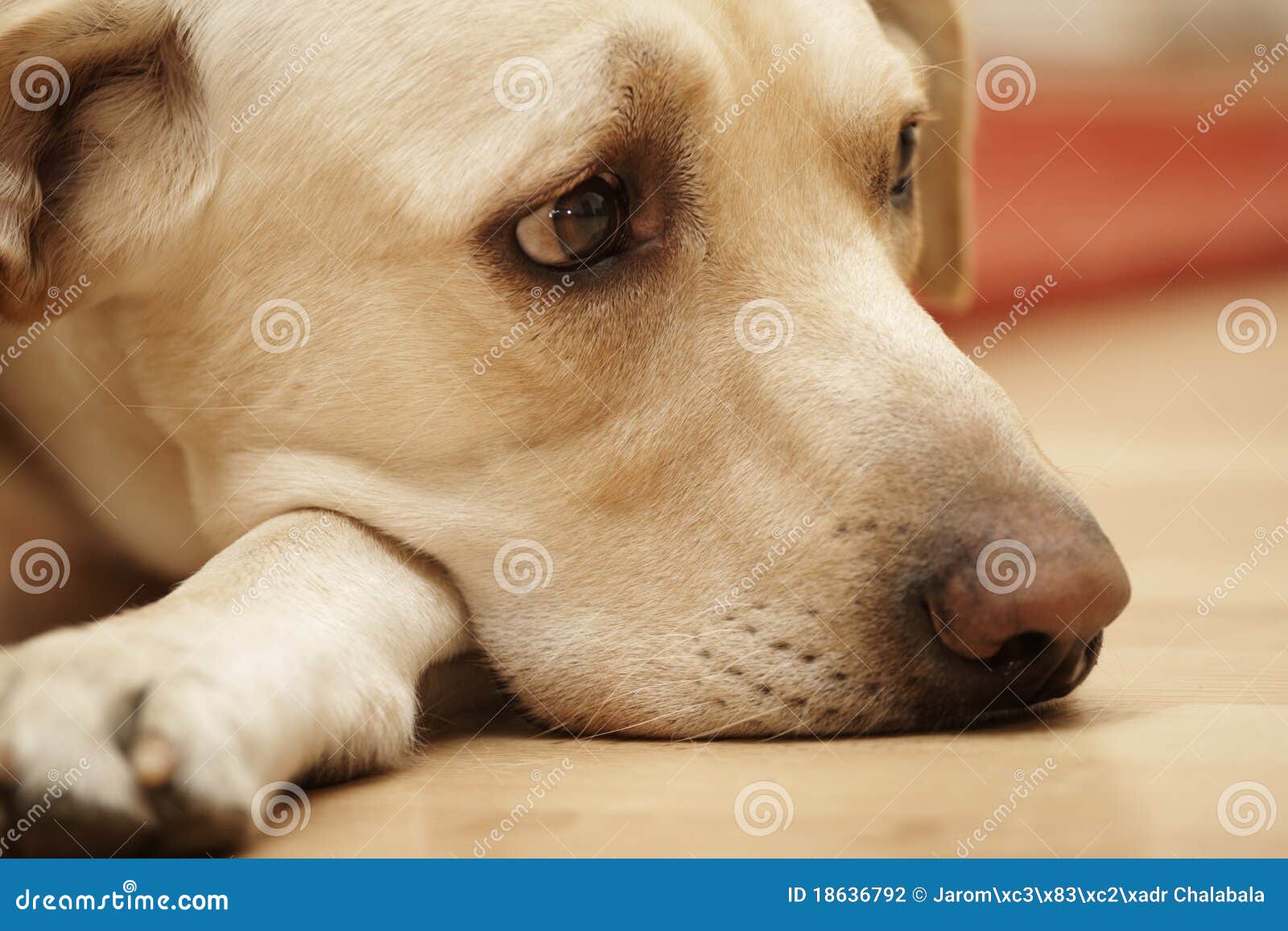 Labrador triste foto de stock. Imagem de pata, doméstico - 18636792