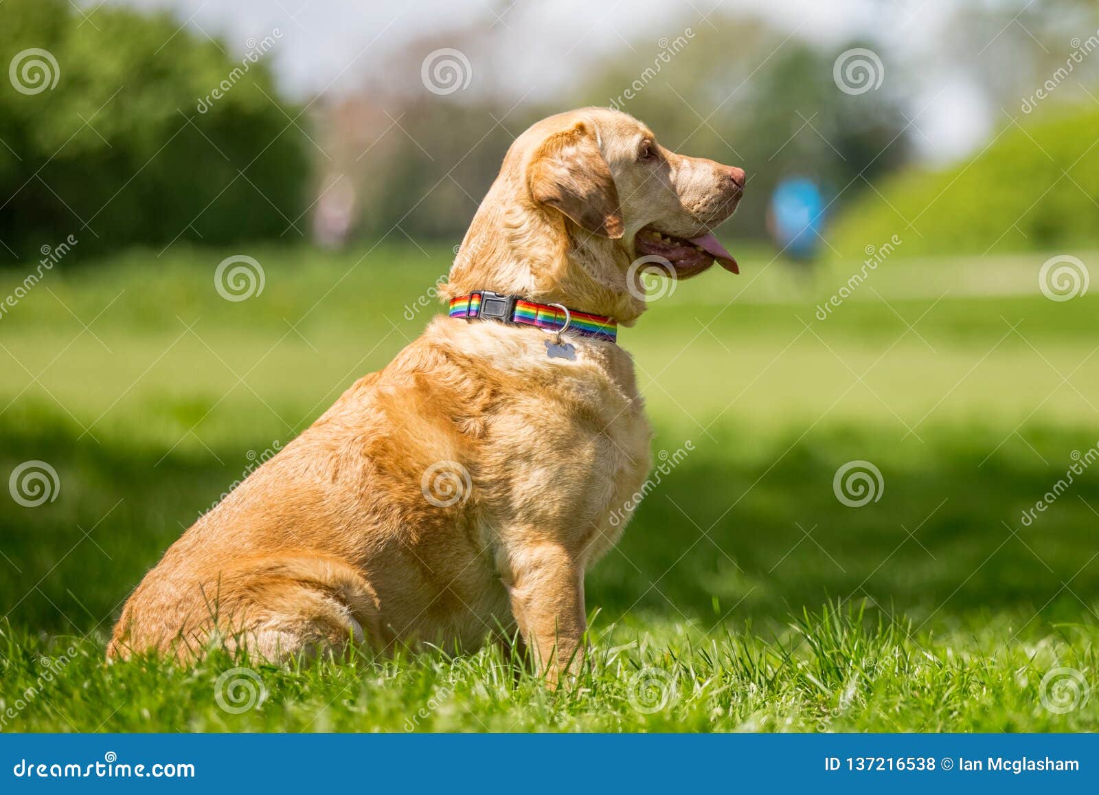 Labrador in Un Collare Dell'arcobaleno Che Si Siede in Un Parco ...