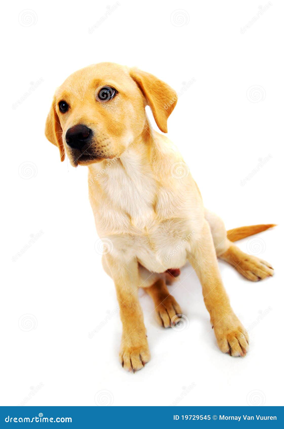 Labrador valp fotografering för bildbyråer. Bild av förtjusande - 19729545