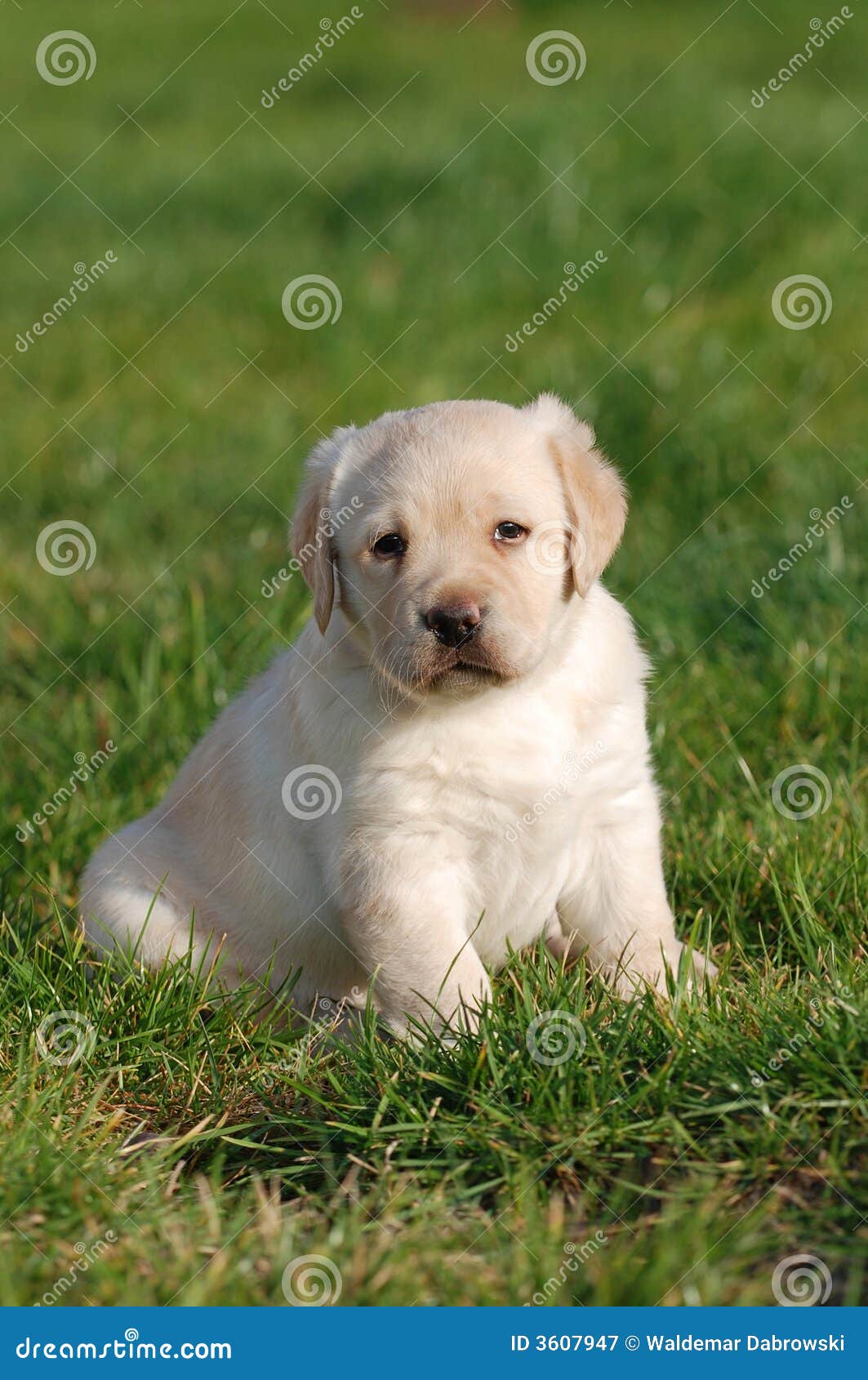 Labrador Valp Bild. Bild: 3607947
