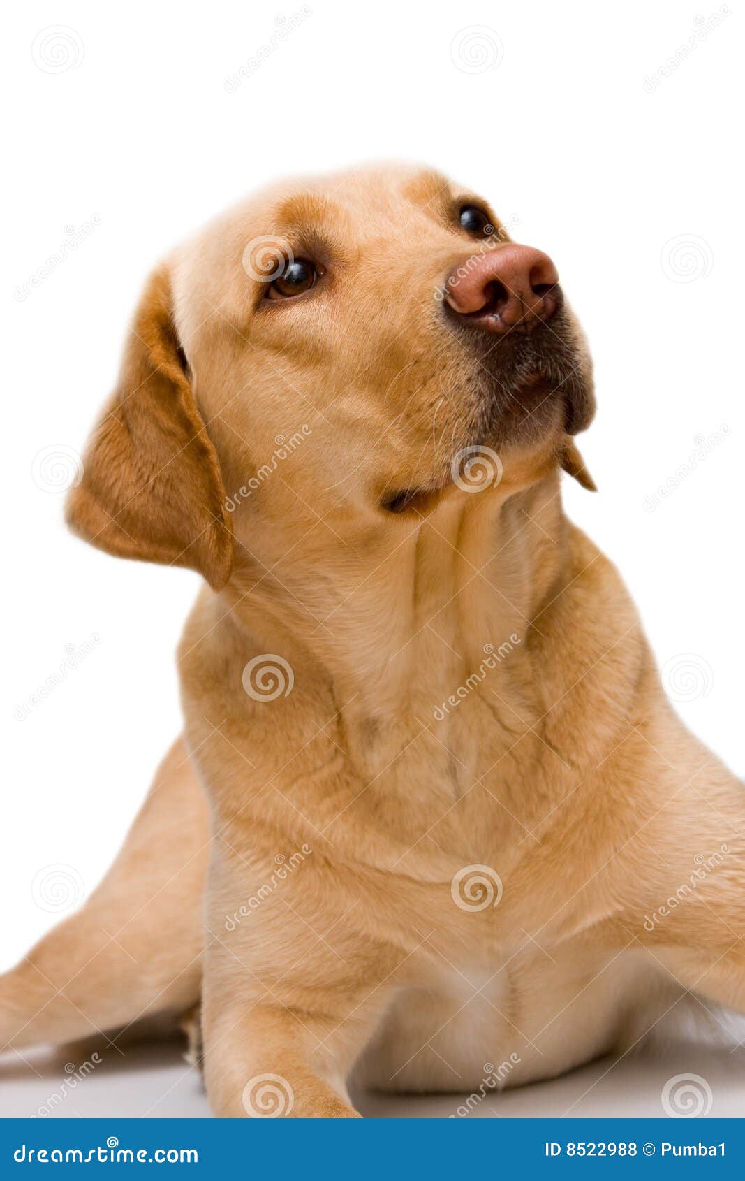 Labrador Van De Room Retriever Stock Foto - Image of poot, brutaal: 8522988