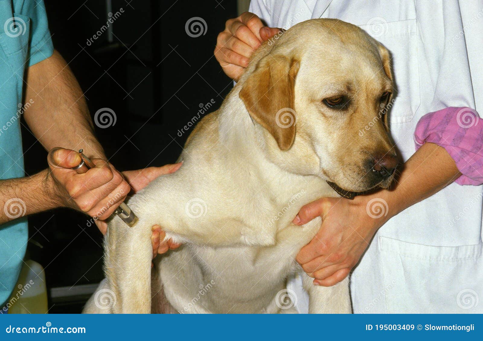 LABRADOR with VET DOING a MESOTHERAPY Stock Image - Image of care ...