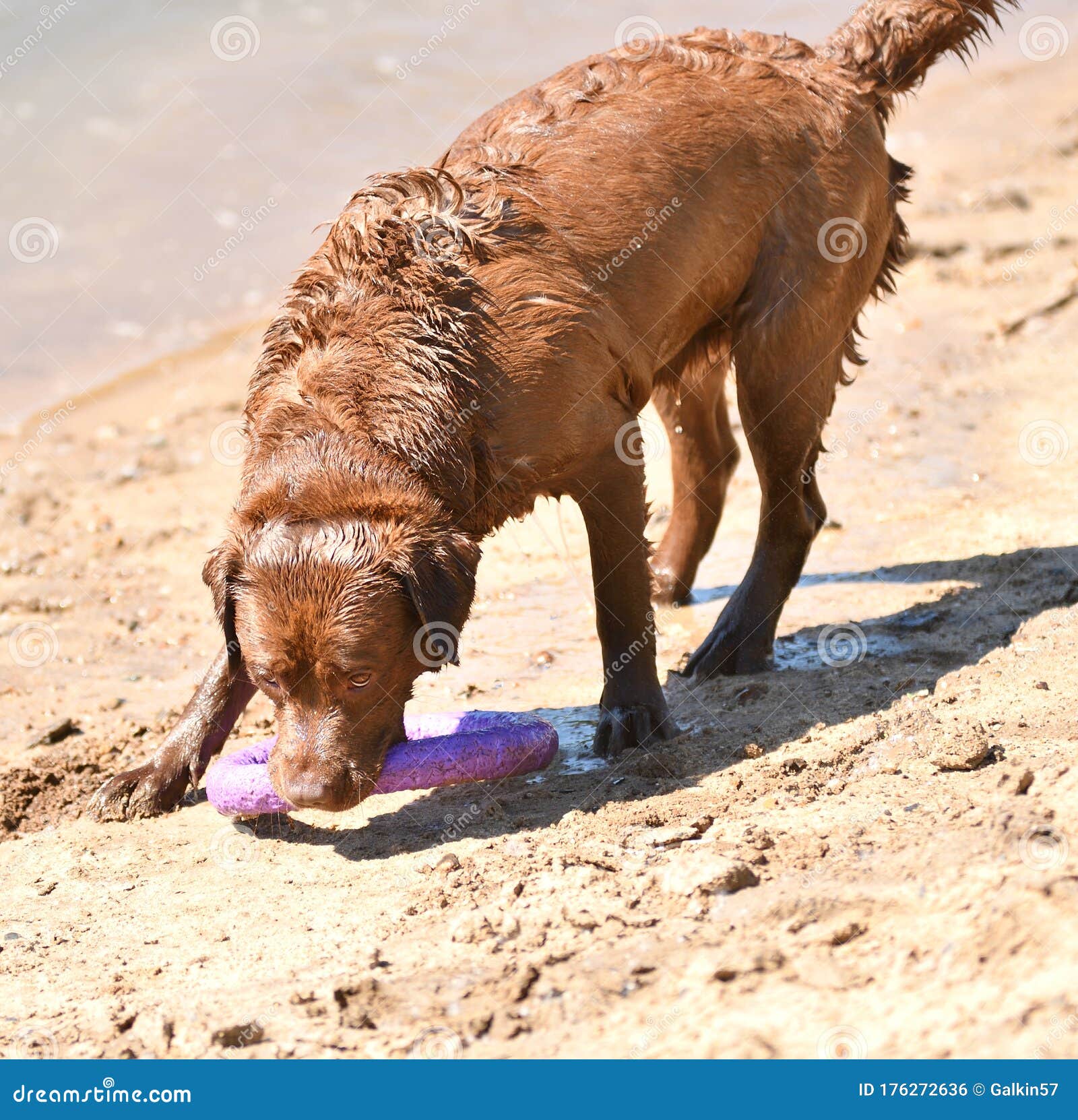 Labrador on a Walk by the River Stock Photo - Image of breed, beautiful ...