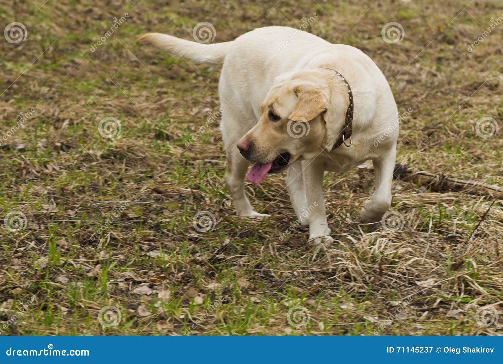 Labrador Walking in the Park Stock Image - Image of sticking, labrador ...