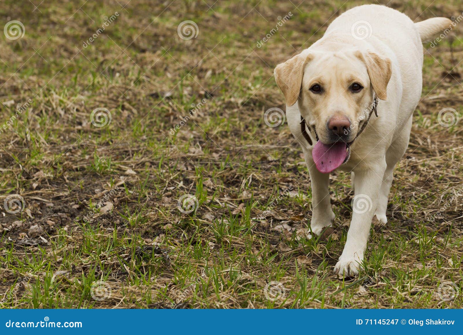 Labrador Walking in the Park Stock Image - Image of pink, natural: 71145247