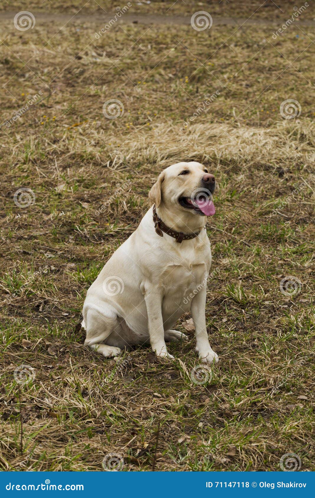Labrador Walking in the Park Stock Photo - Image of golden, favorite ...