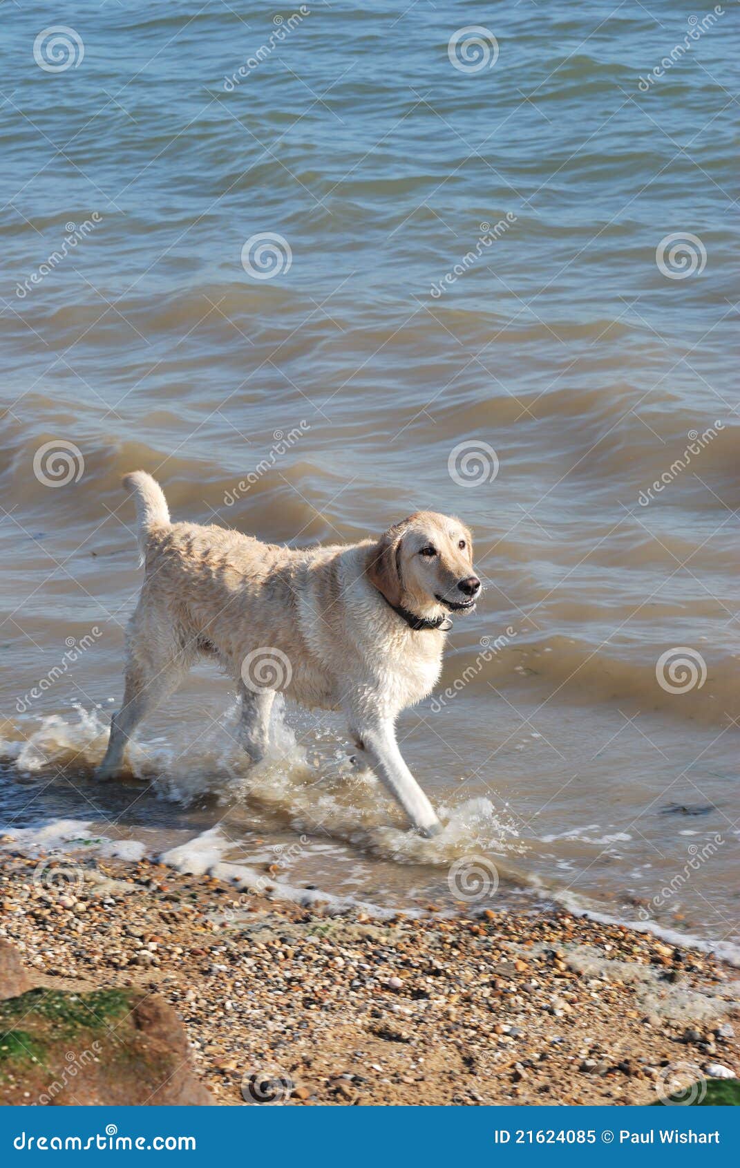 Labrador walking in sea stock image. Image of labrador - 21624085