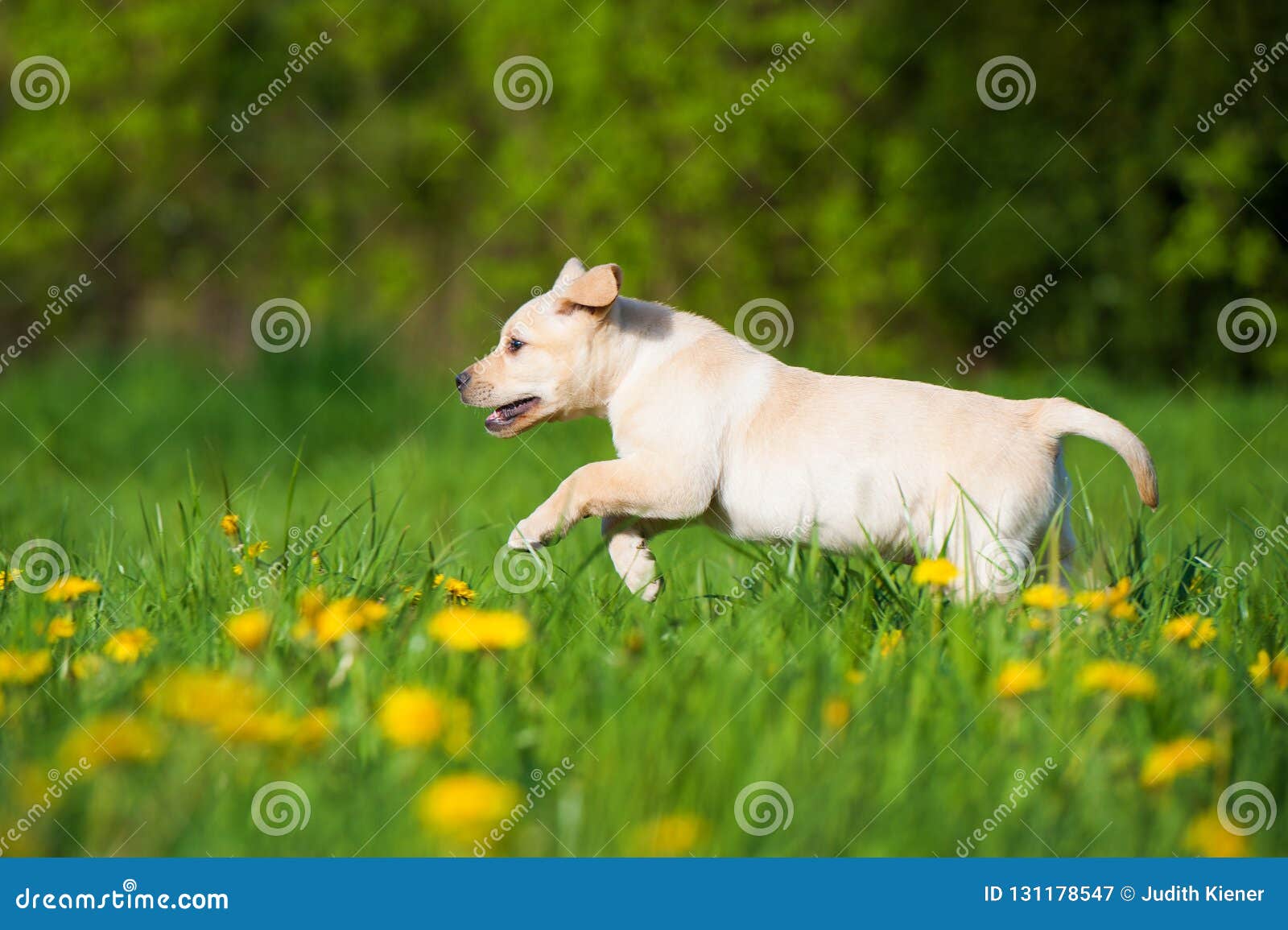 Running Labrador Puppy in a Spring Meadow Stock Image - Image of nature ...