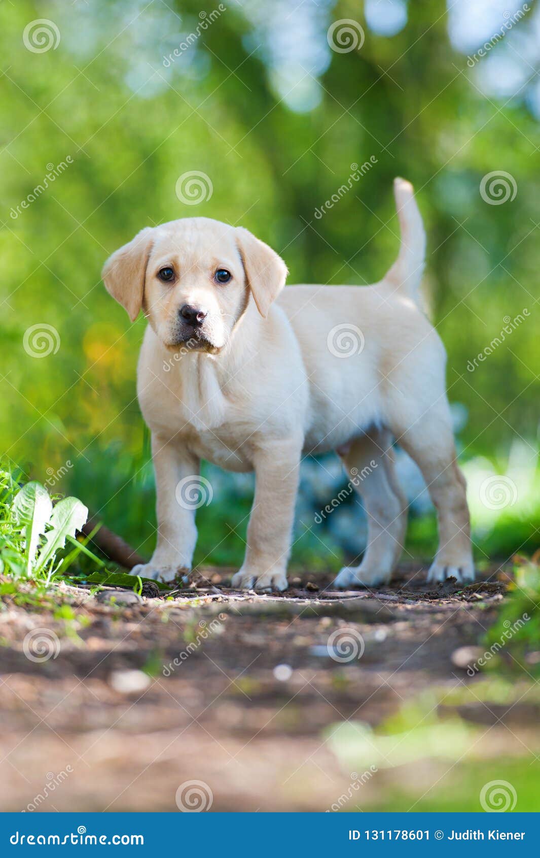 Labrador Puppy Standing in a Spring Garden Stock Image - Image of happy ...