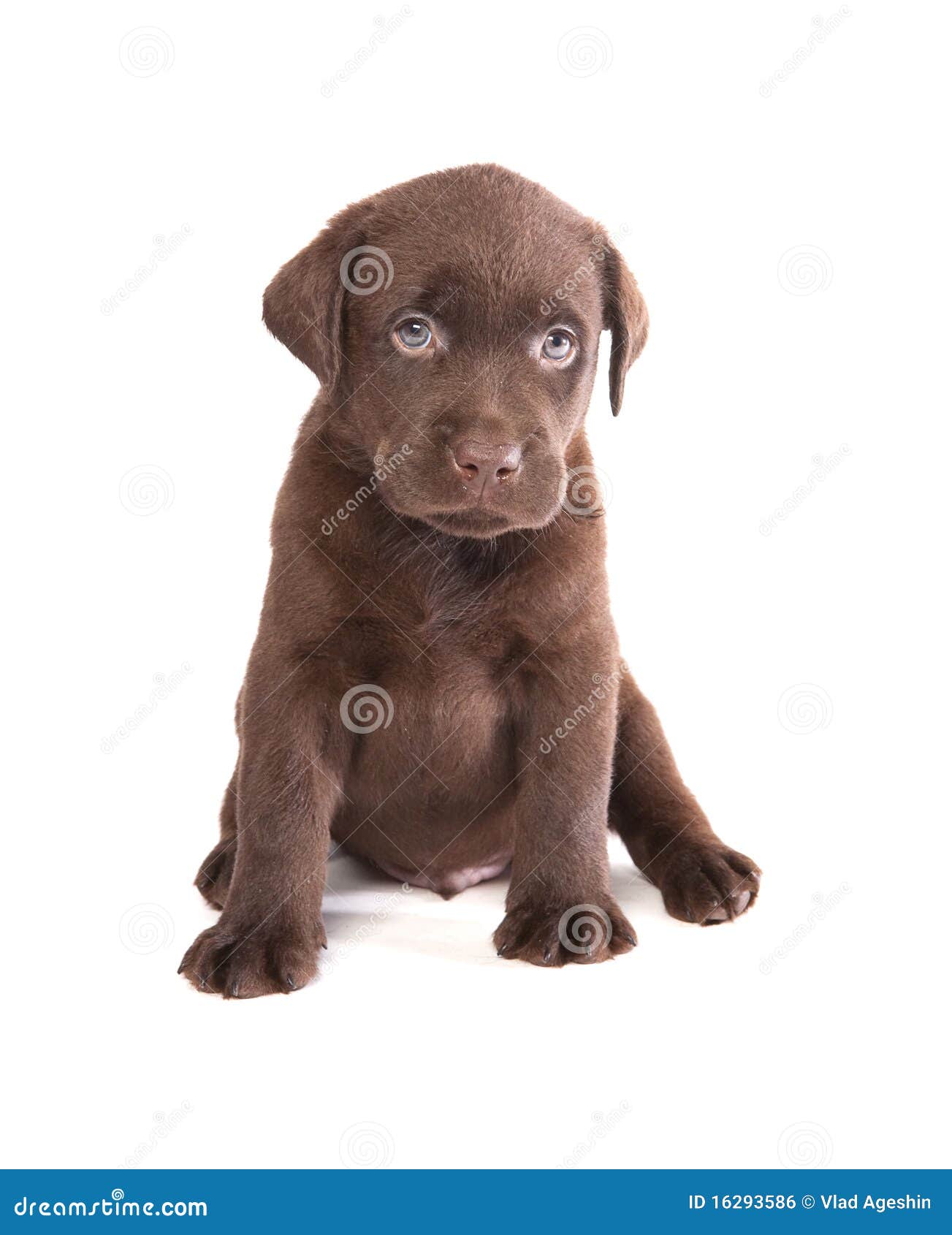 Labrador-Welpe stockfoto. Bild von braun, jung, hund - 16293586