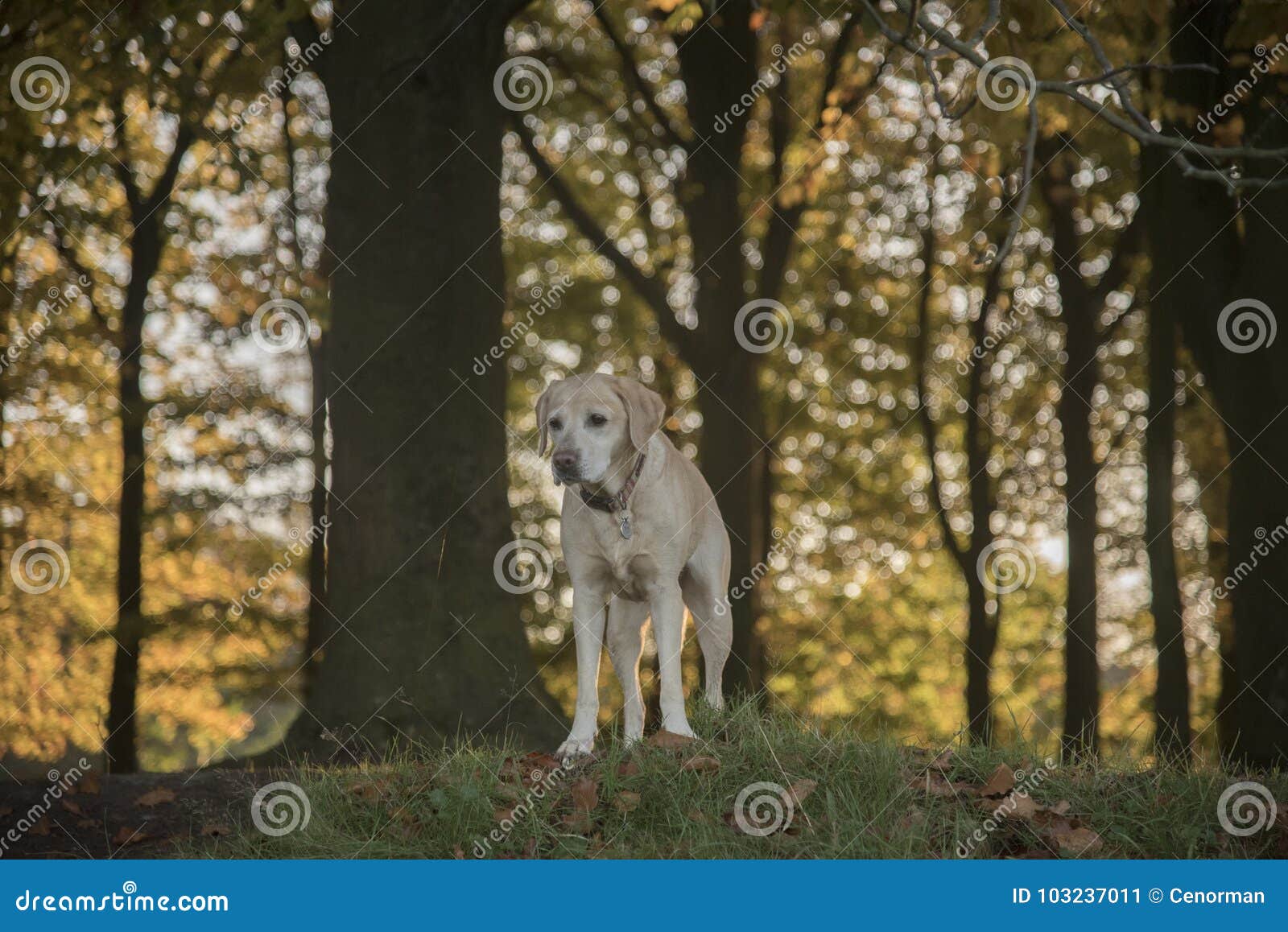 Labrador in the woods stock image. Image of sunrise - 103237011