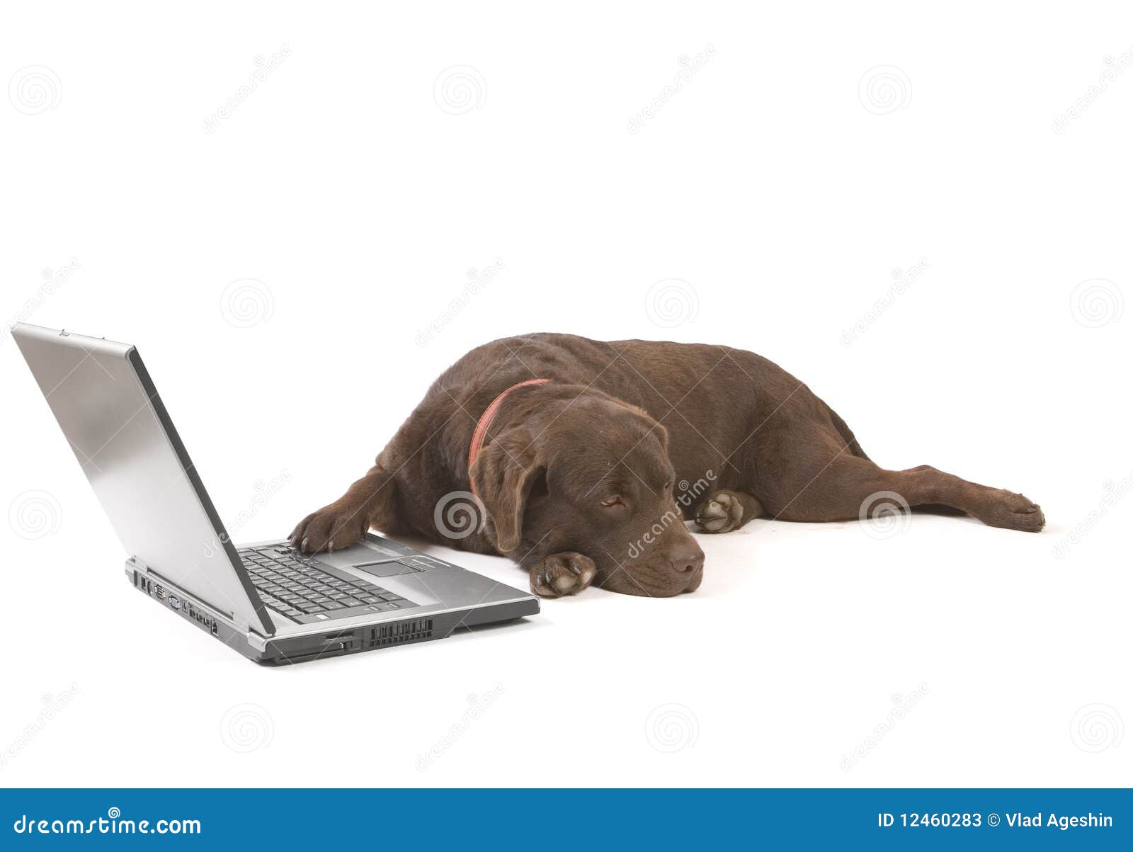 Labrador working on laptop stock image. Image of silver - 12460283