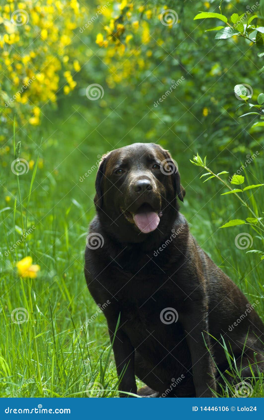 Labrador in Yellow Flower Field Stock Photo - Image of outdoor, country ...