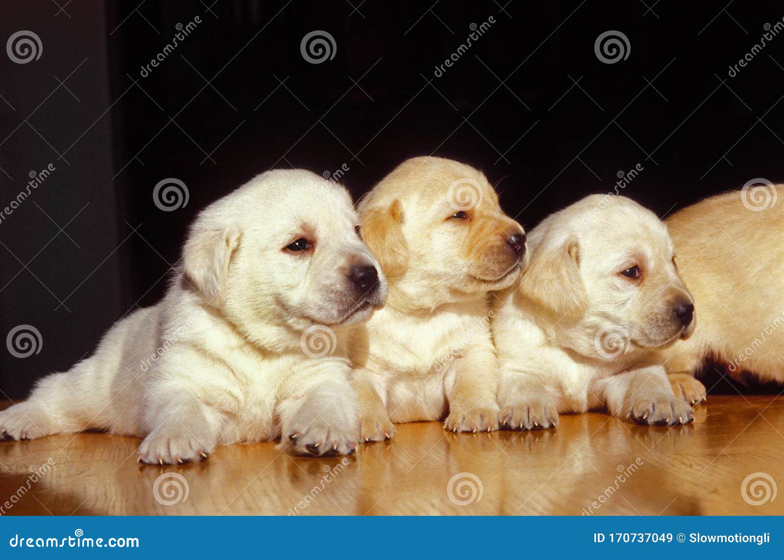 LABRADOR stock image. Image of young, yellow, puppy - 170737049