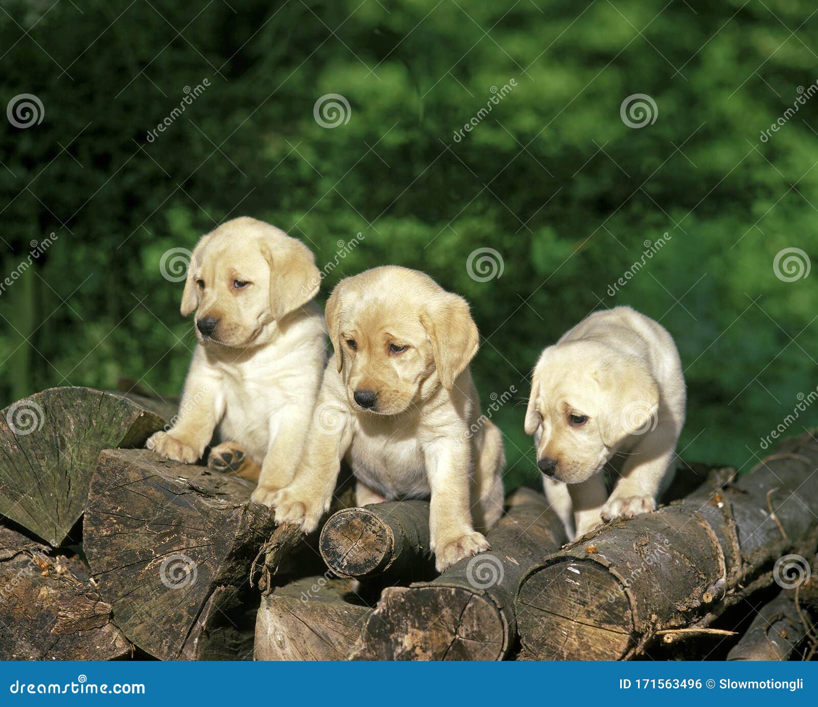 LABRADOR stock photo. Image of canidae, outdoor, dogs - 171563496