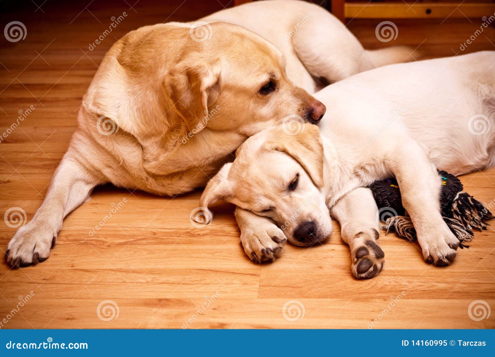 Labradors stock image. Image of cute, mammal, breed, animal - 14160995